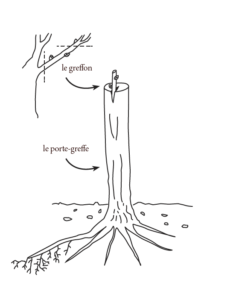 Les portes-greffes – Pepinière La Devinière